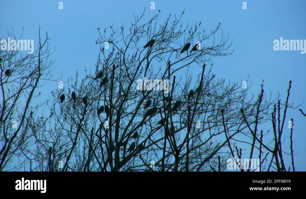 Crows gathering Stock Videos & Footage - HD and 4K Video Clips - Alamy