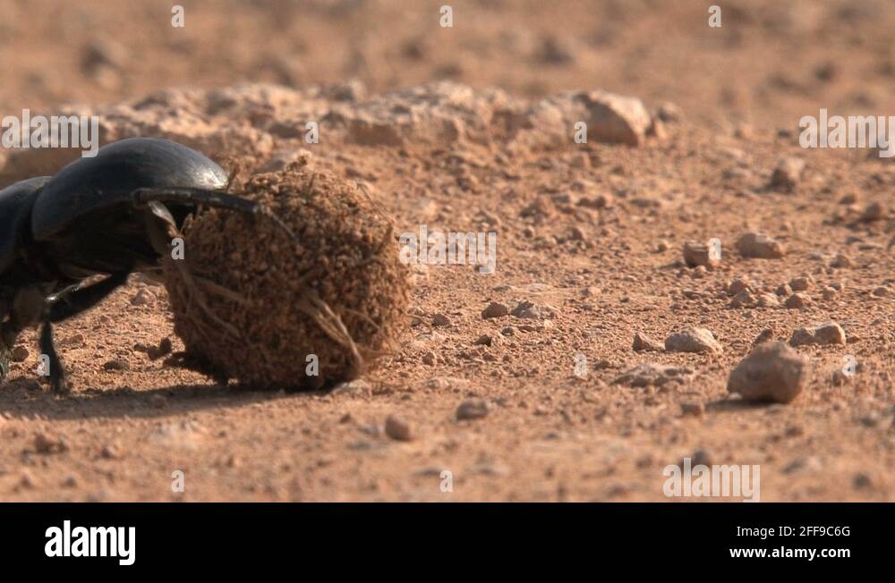 Bug Stock Videos & Footage - HD and 4K Video Clips - Alamy