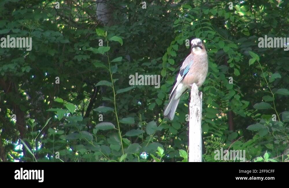 Calm predator Stock Videos & Footage - HD and 4K Video Clips - Alamy