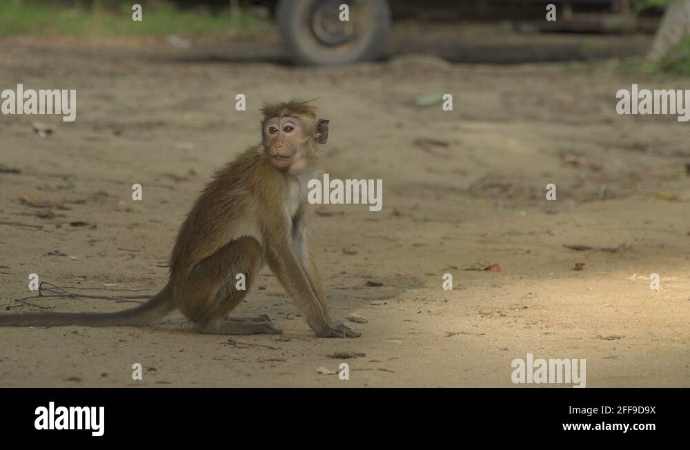 Little monkey and man Stock Videos & Footage - HD and 4K Video Clips ...