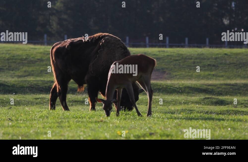Tolerance animal Stock Videos & Footage - HD and 4K Video Clips - Alamy