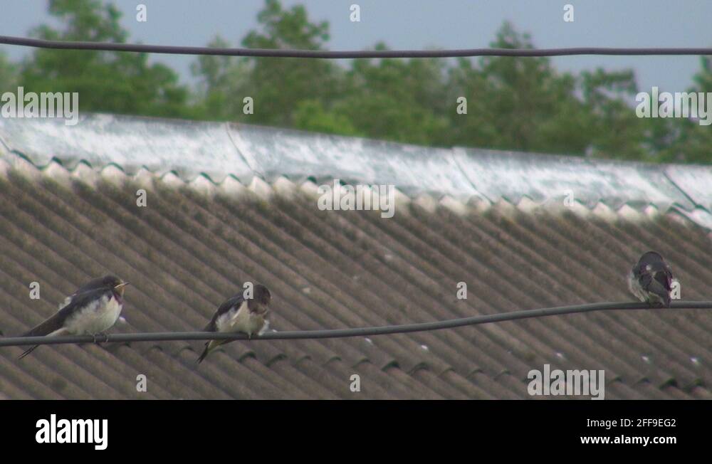 Group swallow bird baby wait open mouth feed hungry famine food flying ...