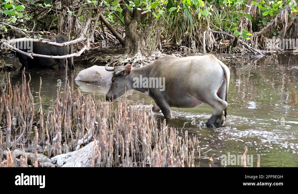 Cool asia Stock Videos & Footage - HD and 4K Video Clips - Alamy