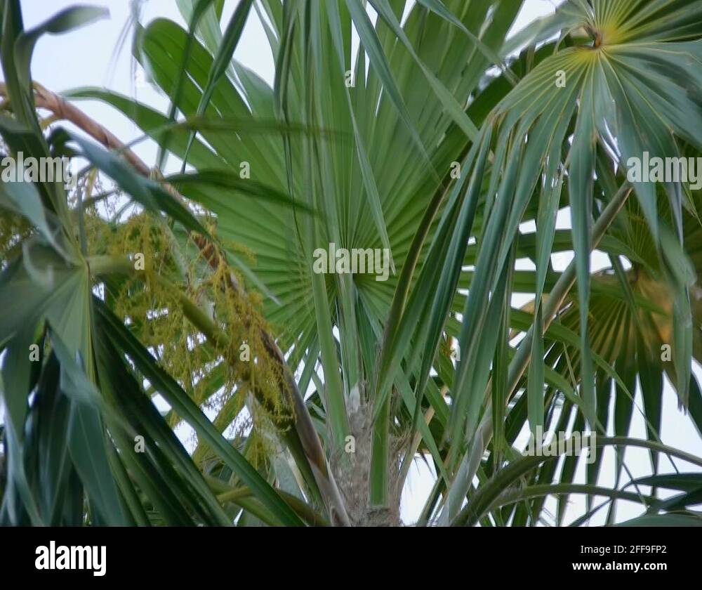 Tree leaf Stock Videos & Footage - HD and 4K Video Clips - Alamy