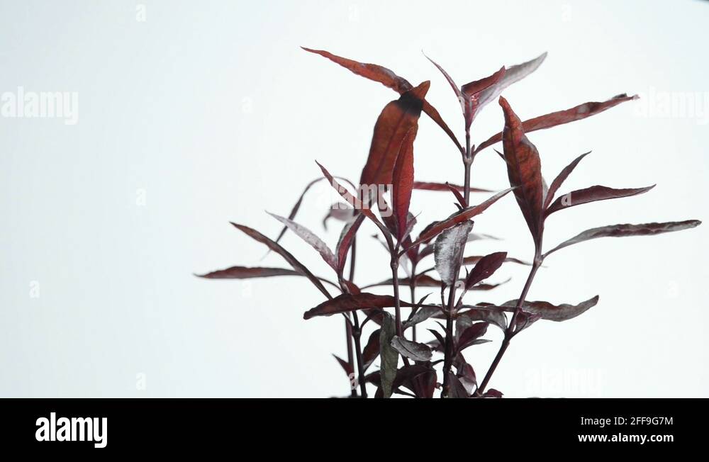 Indian copperleaf Stock Videos & Footage - HD and 4K Video Clips - Alamy