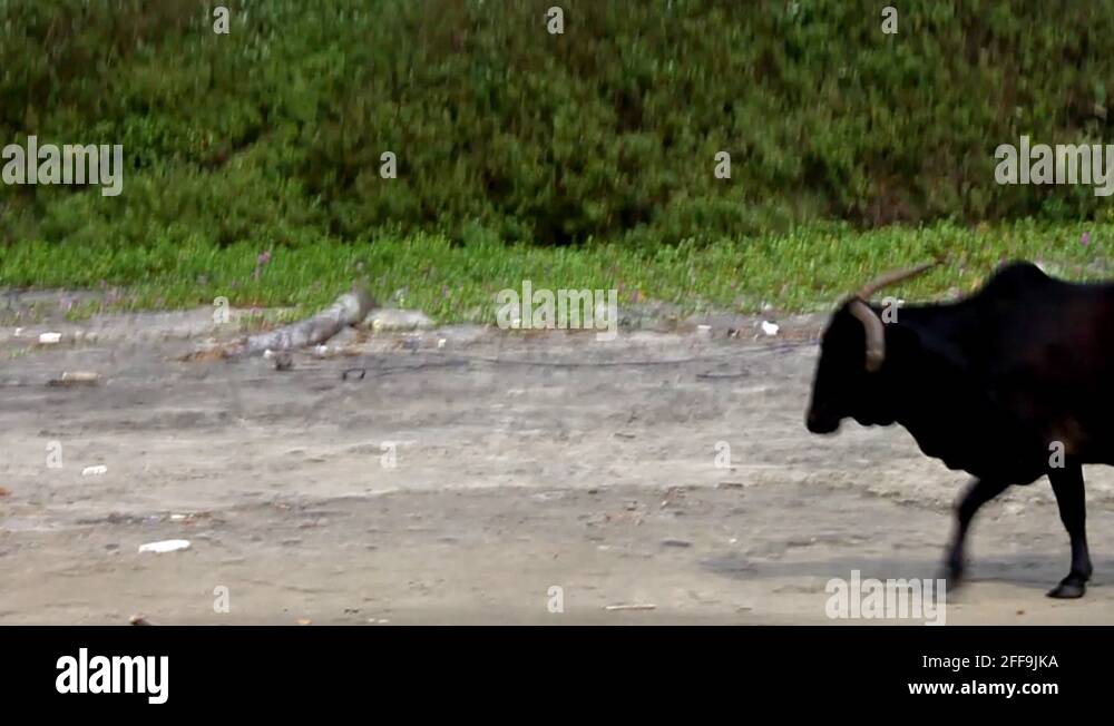 Stray cows Stock Videos & Footage - HD and 4K Video Clips - Alamy