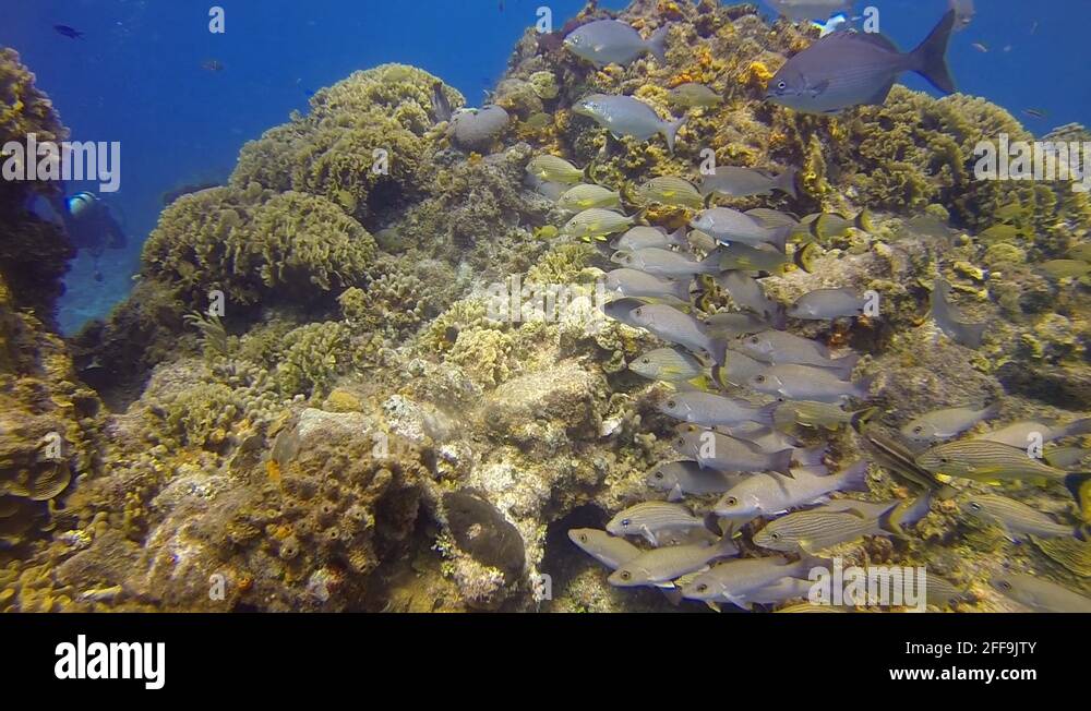 Scuba diving with fish Stock Videos & Footage - HD and 4K Video Clips ...