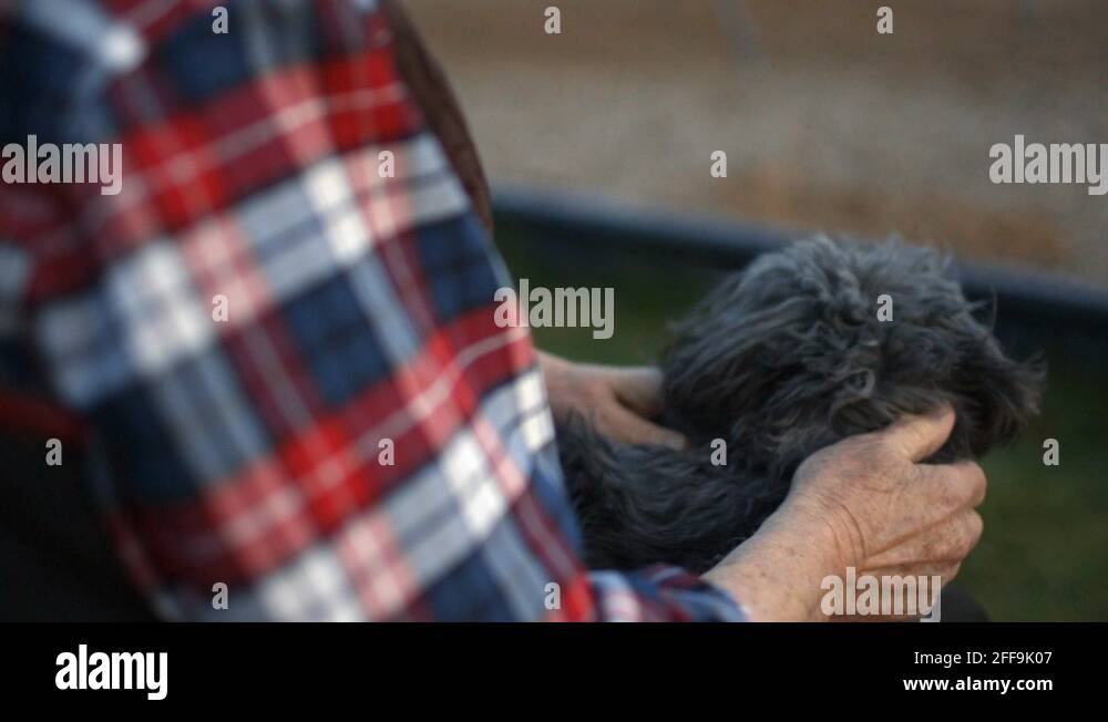 Cinematic dog shot Stock Videos & Footage - HD and 4K Video Clips - Alamy