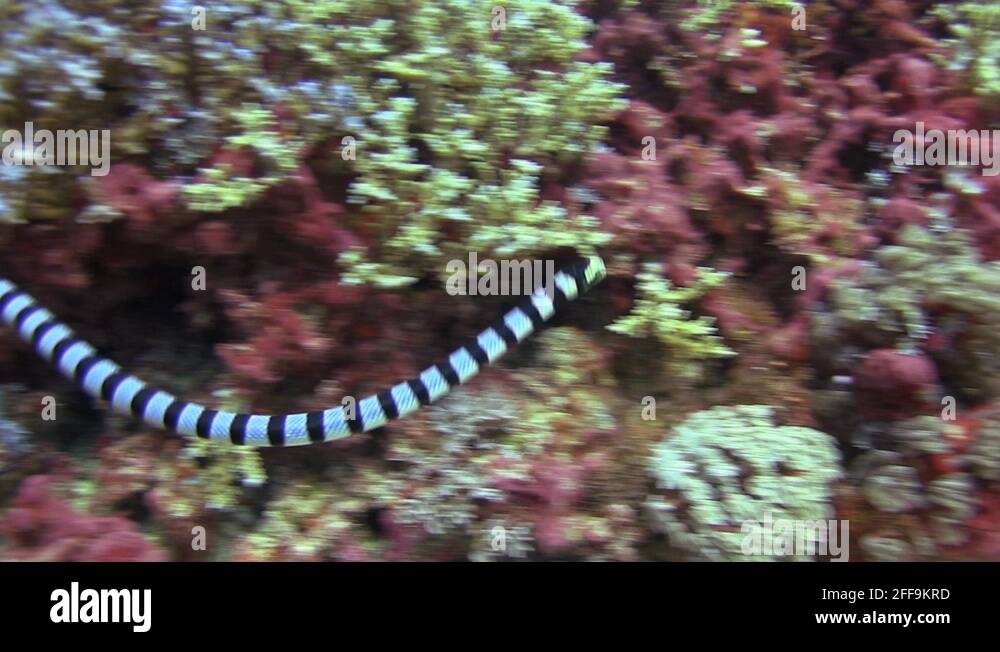 Hunting snake Stock Videos & Footage - HD and 4K Video Clips - Alamy