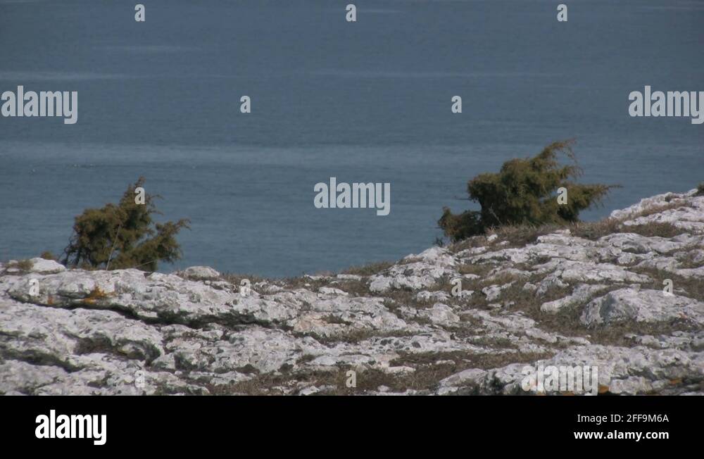 Very small trees Stock Videos & Footage - HD and 4K Video Clips - Alamy
