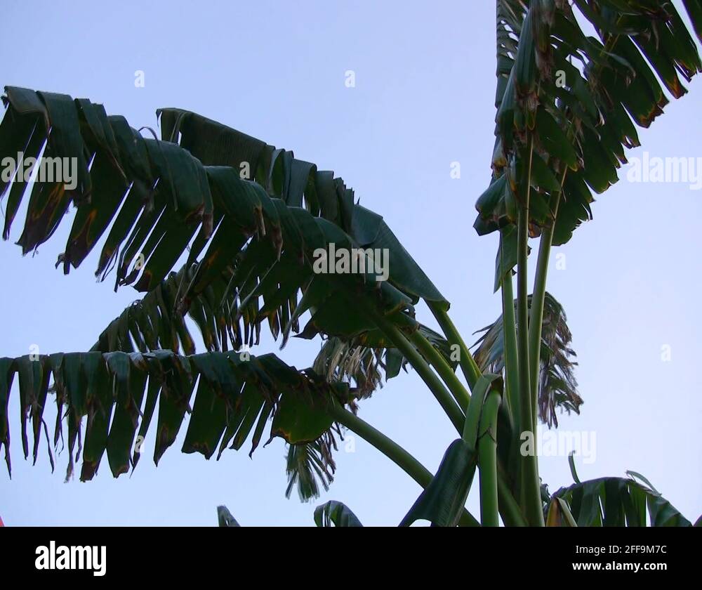 Coconut tree food fruit nature flora exotic wind palm tree Stock Videos ...