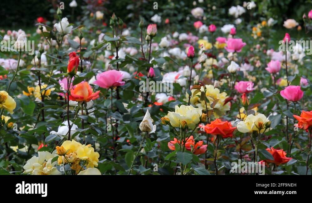 Beautiful garden roses Stock Videos & Footage - HD and 4K Video Clips ...