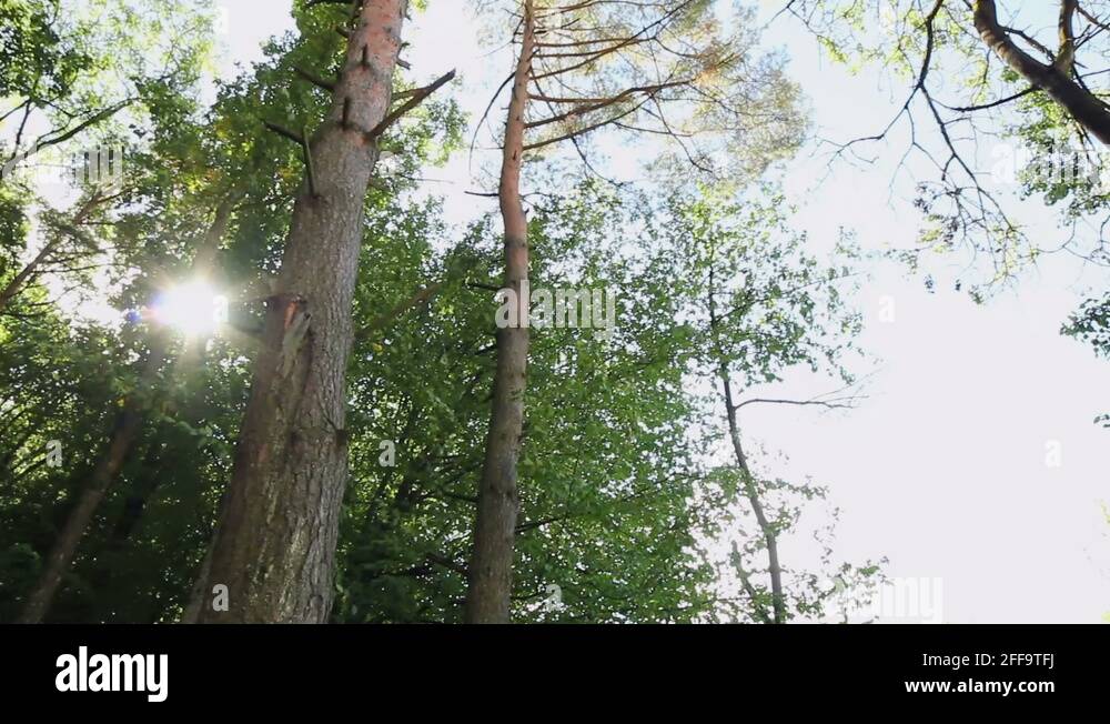 Trees backgrounds Stock Videos & Footage - HD and 4K Video Clips - Alamy
