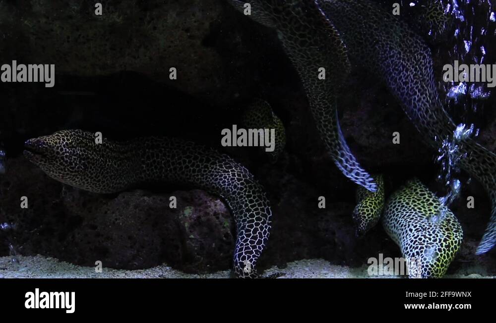 Pacific snake eel Stock Videos & Footage - HD and 4K Video Clips - Alamy