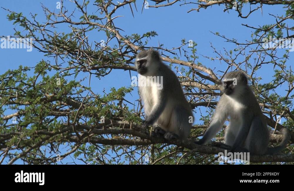 Monkeys do Stock Videos & Footage - HD and 4K Video Clips - Alamy