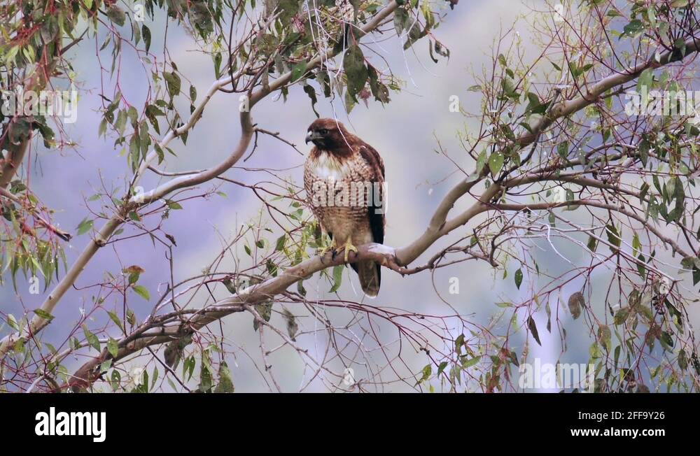 Red tailed hawk in tree Stock Videos & Footage - HD and 4K Video Clips ...