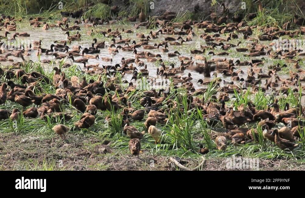 Duck field Stock Videos & Footage - HD and 4K Video Clips - Alamy