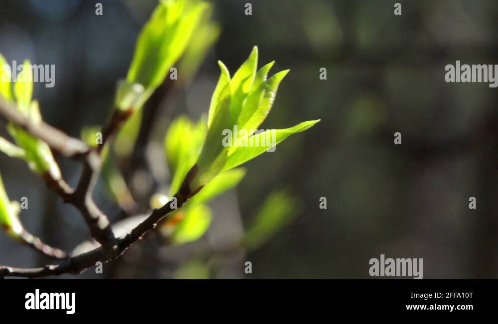 Budding leaves Stock Videos & Footage - HD and 4K Video Clips - Alamy
