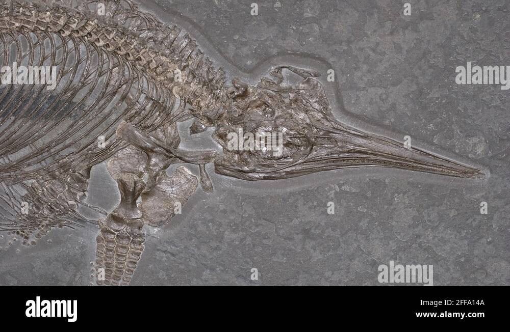 Marine ichthyosaur Stock Videos & Footage - HD and 4K Video Clips - Alamy
