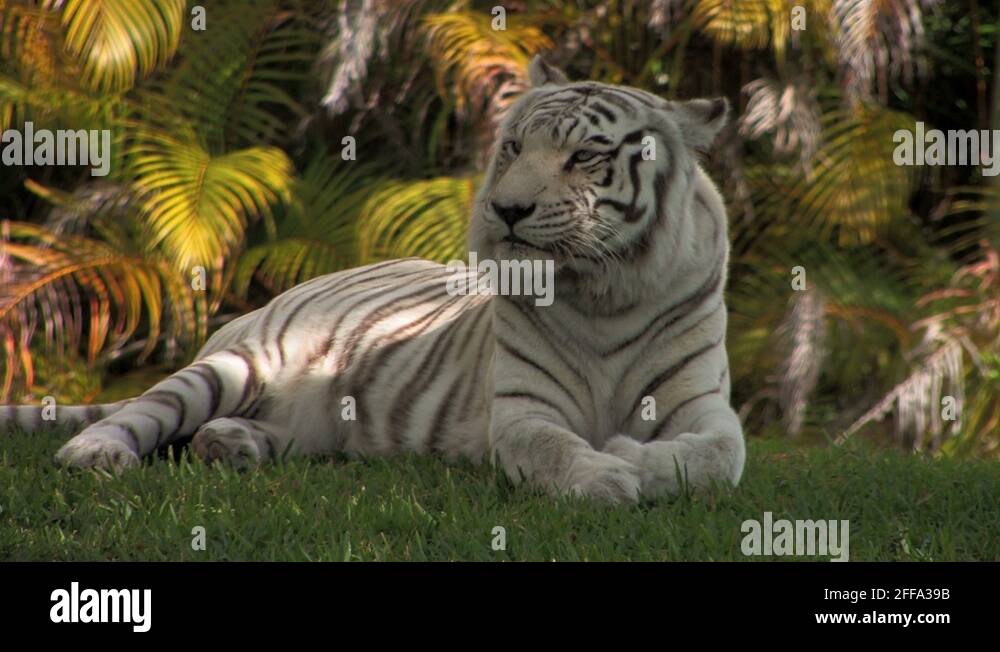 Grassy clearing Stock Videos & Footage - HD and 4K Video Clips - Alamy