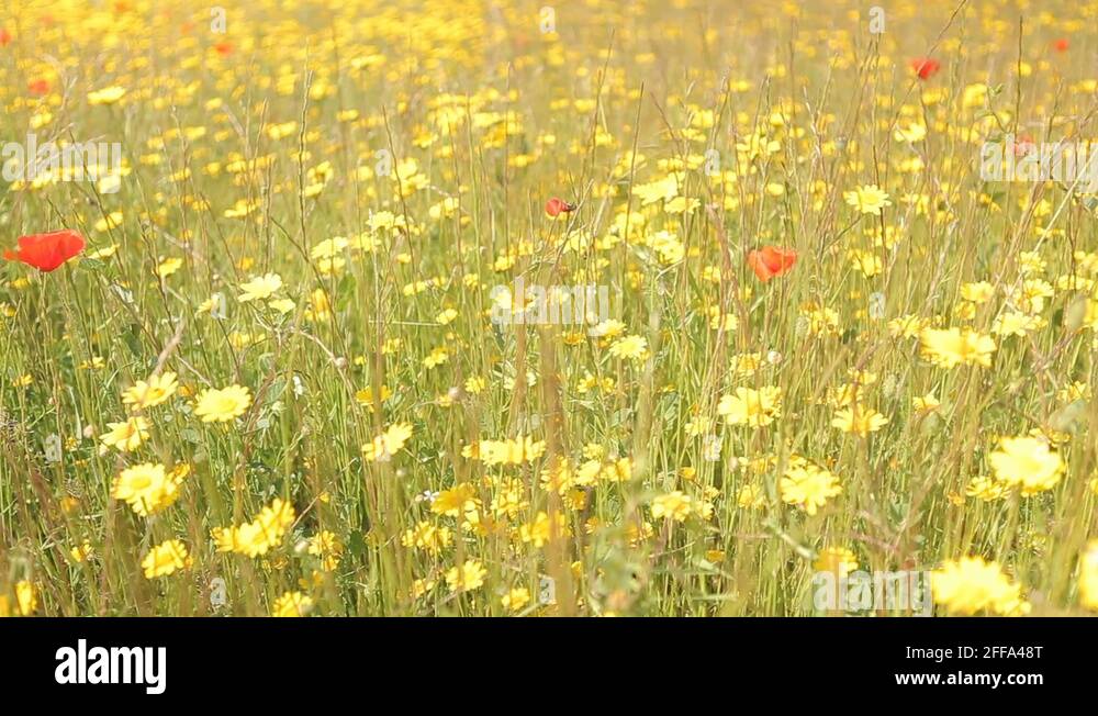 Field Full of Flowers track from left to right Stock Video Footage - Alamy