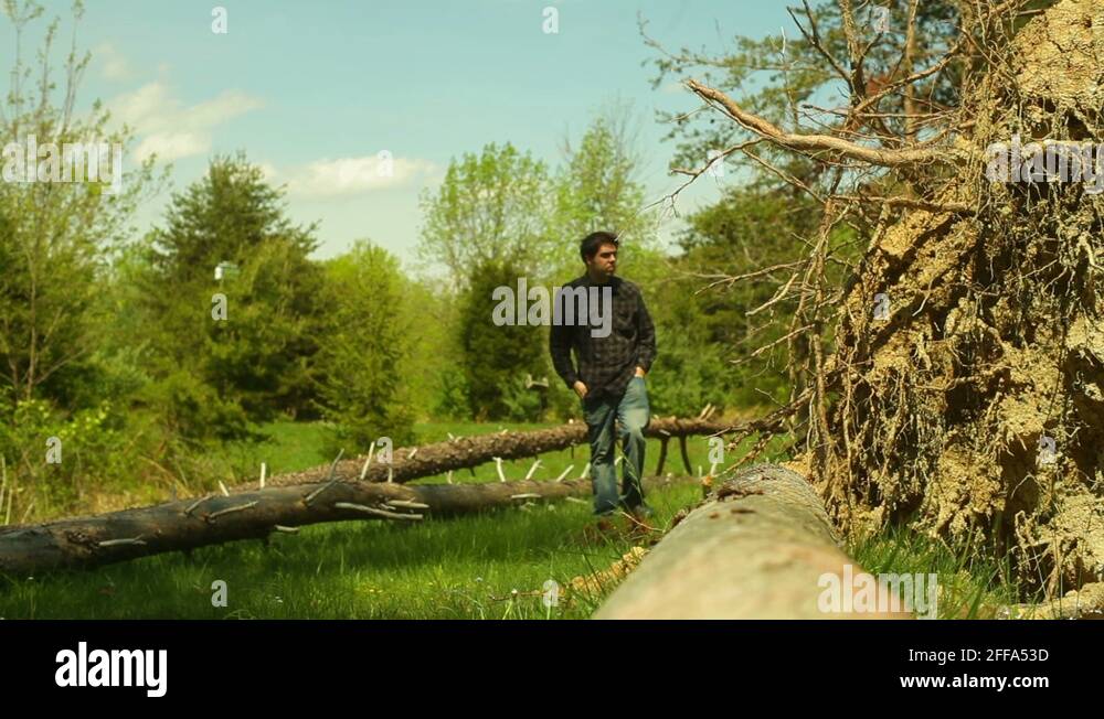 Jack trees Stock Videos & Footage - HD and 4K Video Clips - Alamy