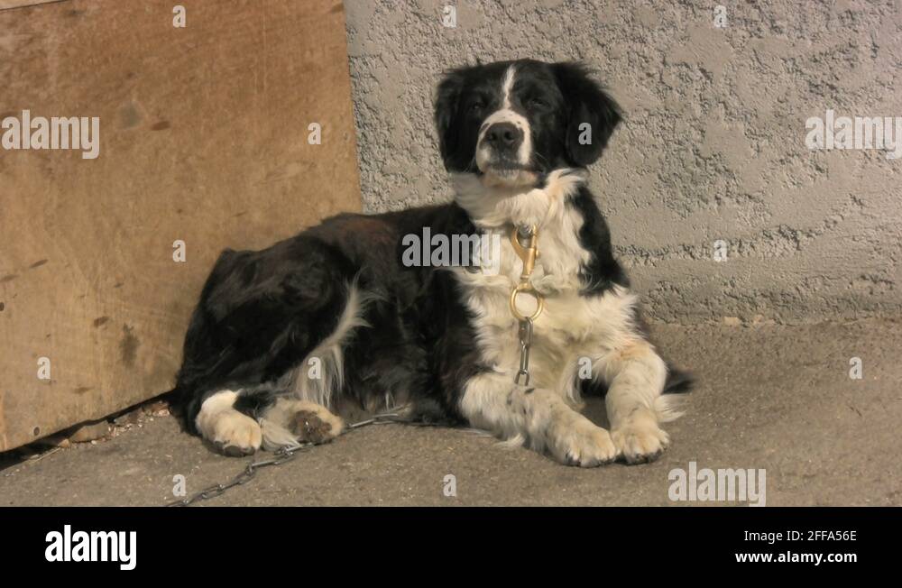 Watchdog Stock Videos & Footage - HD and 4K Video Clips - Alamy