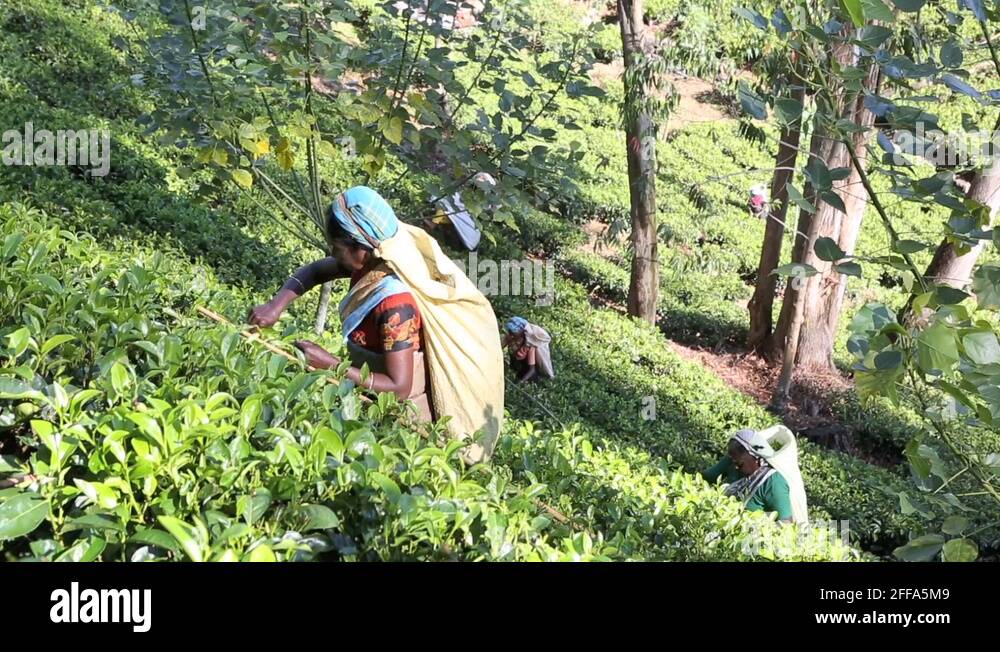 Tea estate workers Stock Videos & Footage - HD and 4K Video Clips - Alamy