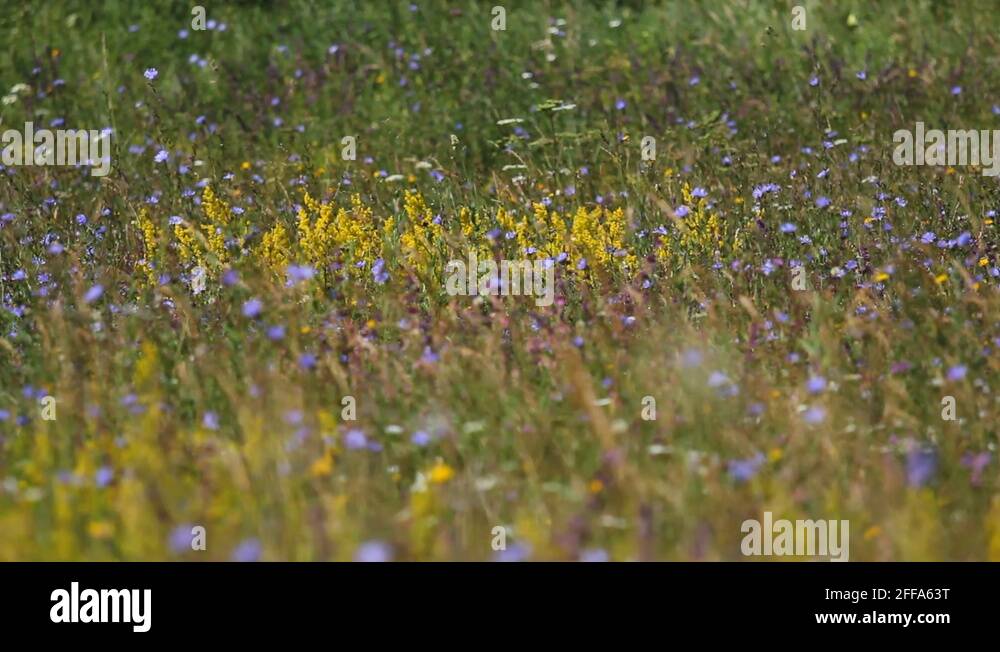 Splendid purple Stock Videos & Footage - HD and 4K Video Clips - Alamy