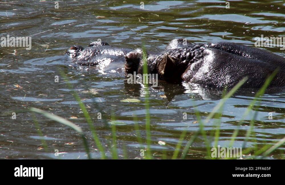 Hippopotamus hippo big huge river horse fat weighty fleshy obese water ...