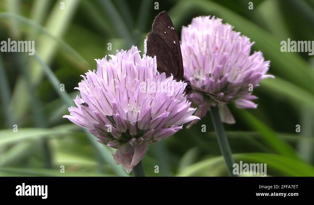 Insect kingdom Stock Videos & Footage - HD and 4K Video Clips - Alamy