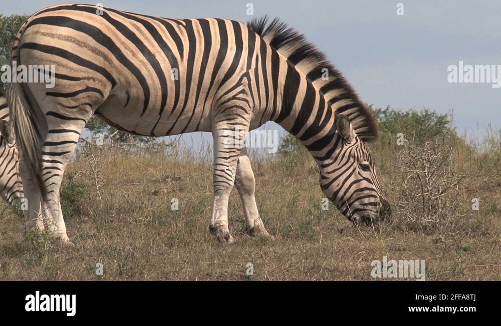 Zebra Stock Videos & Footage - HD and 4K Video Clips - Alamy