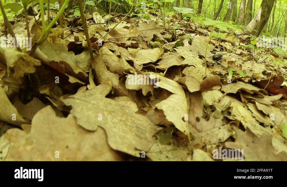 Fallen worm Stock Videos & Footage - HD and 4K Video Clips - Alamy