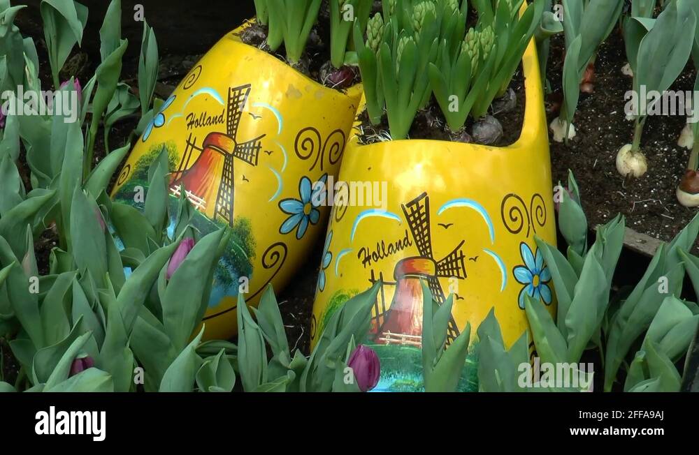 4k UHD video of budding Tulip plants grown in Dutch Klomp (clog Stock ...