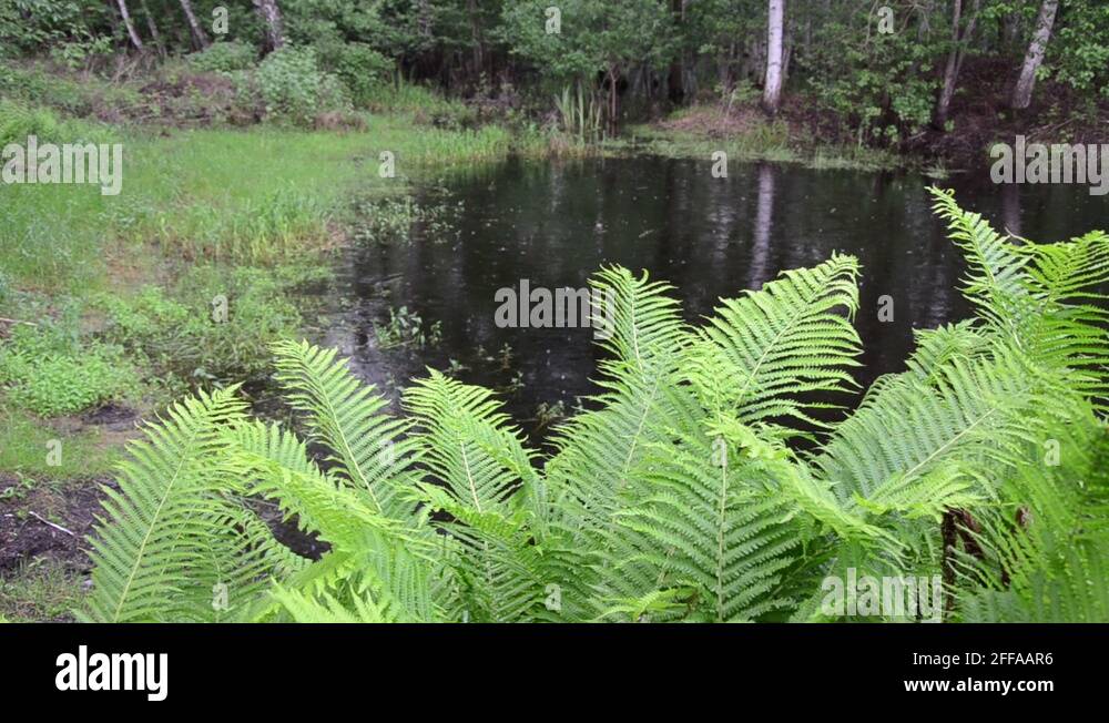Grasses and ferns Stock Videos & Footage - HD and 4K Video Clips - Alamy