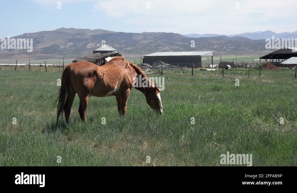 Grazing farm Stock Videos & Footage - HD and 4K Video Clips - Alamy