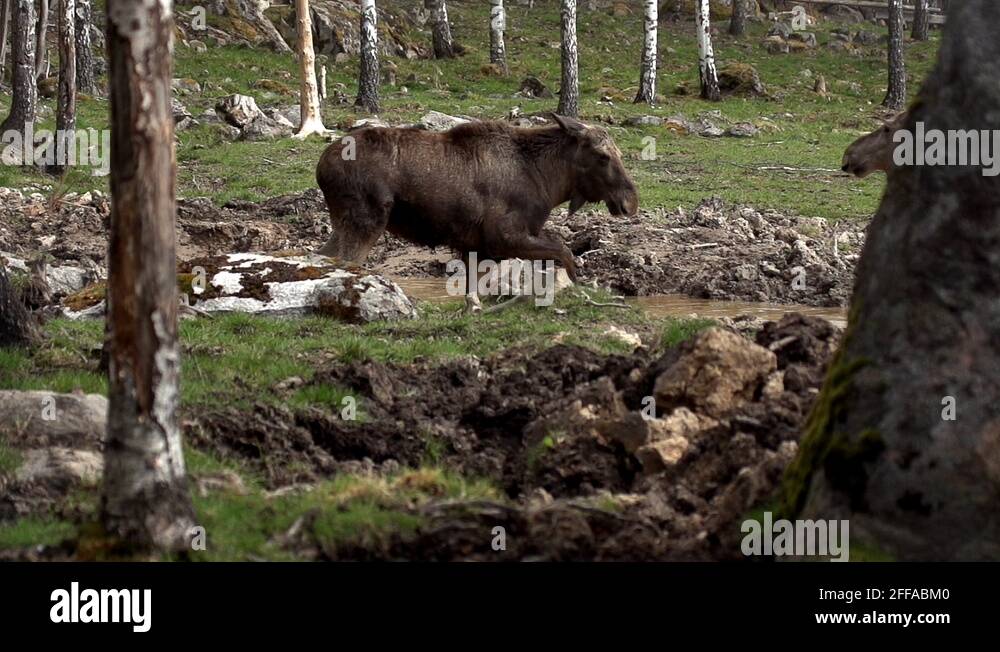 Rare fun Stock Videos & Footage - HD and 4K Video Clips - Alamy