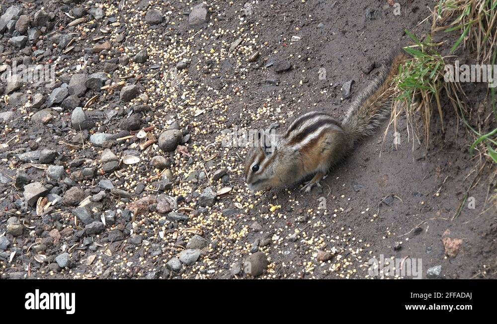 Conservation of natural habitats and of wild fauna Stock Videos ...