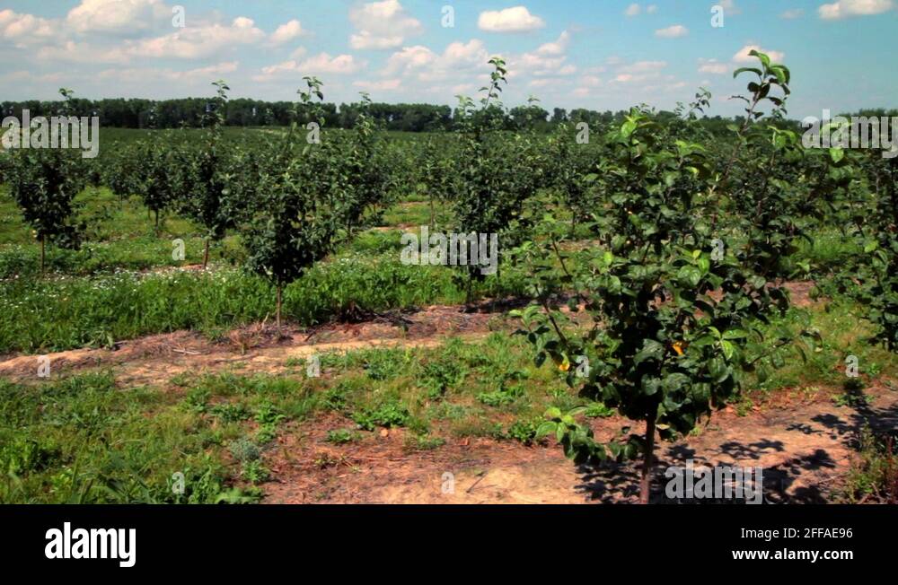 Fruit trees apple orchard tree agriculture nature farm grass branch ...