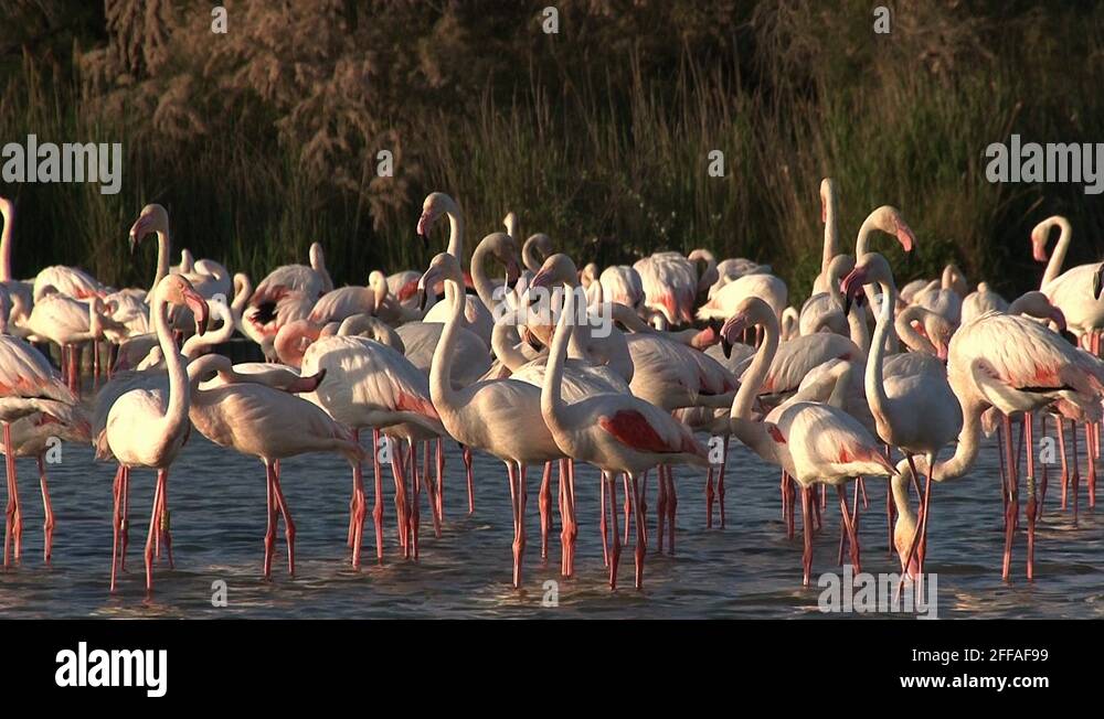 Fishing flamingo Stock Videos & Footage - HD and 4K Video Clips - Alamy
