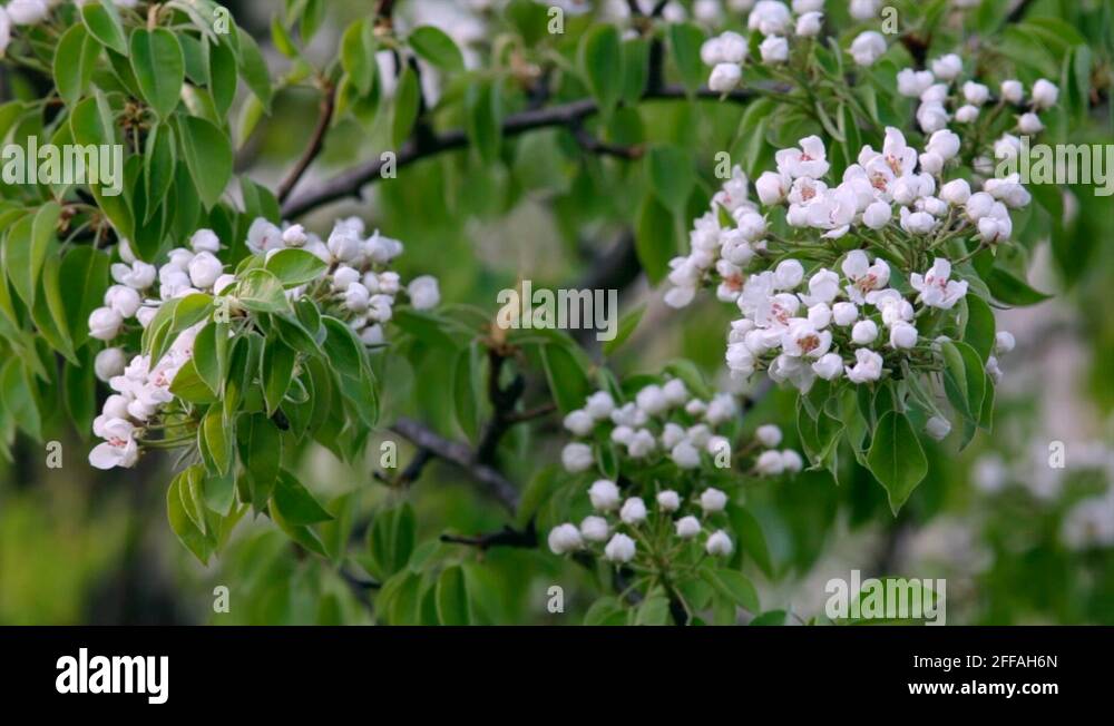 Flower trusses Stock Videos & Footage - HD and 4K Video Clips - Alamy