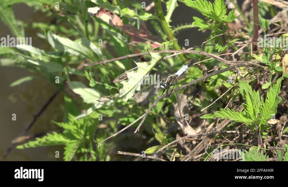 Animal bug Stock Videos & Footage - HD and 4K Video Clips - Alamy