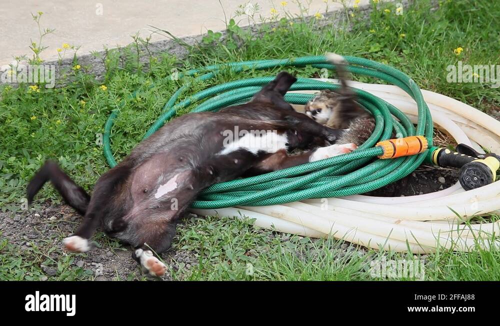 Dog fighting Stock Videos & Footage - HD and 4K Video Clips - Alamy