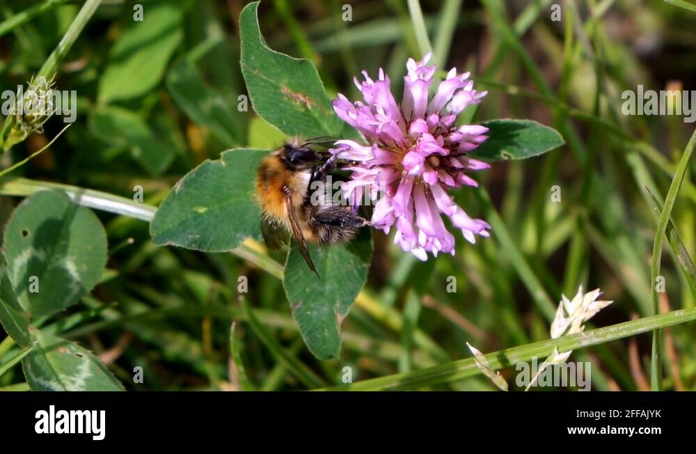 Wildflower pollination Stock Videos & Footage - HD and 4K Video Clips ...