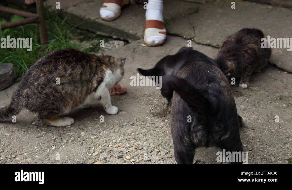 Hungry animals Stock Videos & Footage - HD and 4K Video Clips - Alamy
