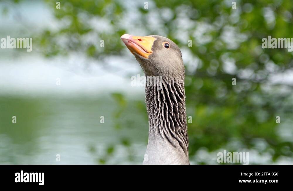 Goose looking camera Stock Videos & Footage - HD and 4K Video Clips - Alamy