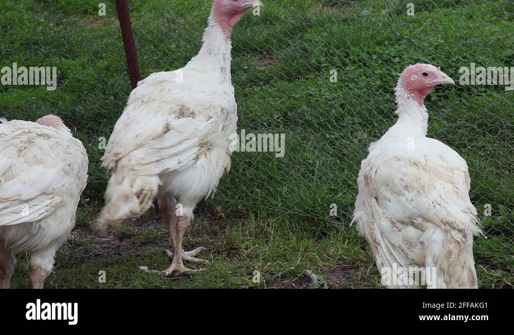 White turkey birds on green grass, organic farm, poultry farming ...
