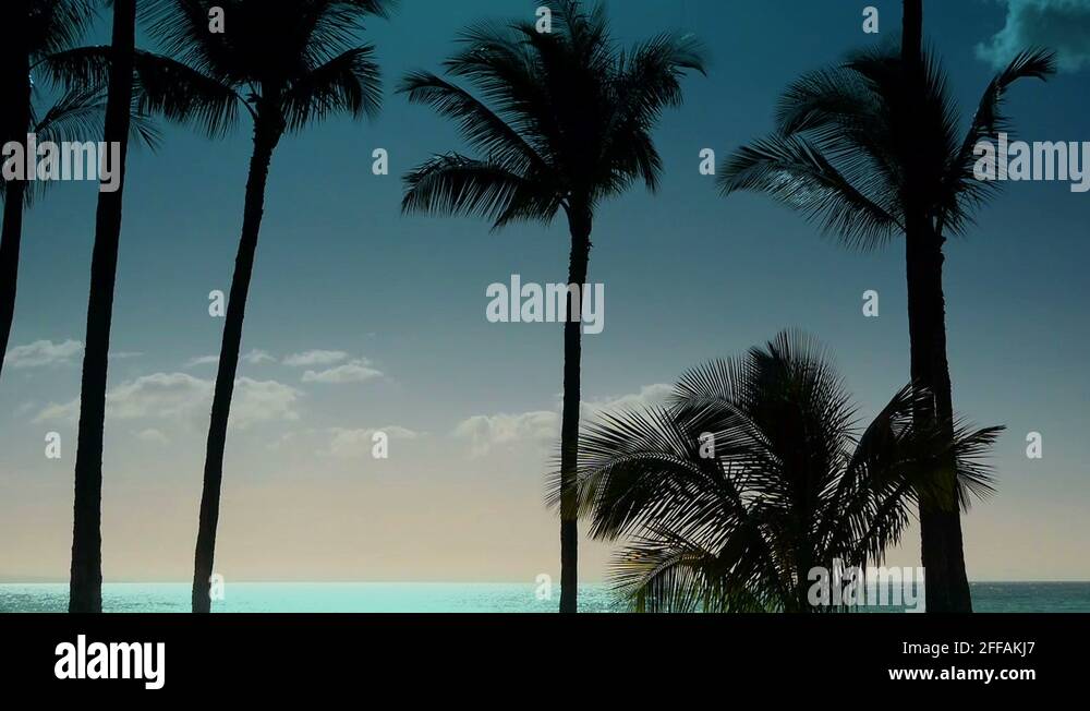 Seamless loop palm trees beach Stock Videos & Footage - HD and 4K Video ...