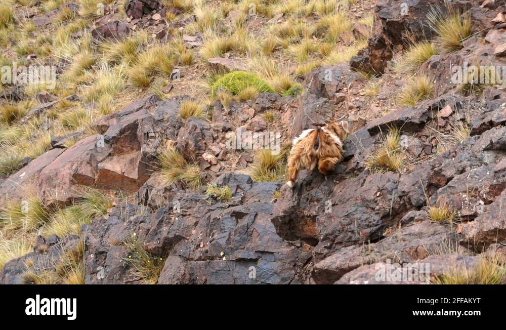 Morocco atlas national park Stock Videos & Footage - HD and 4K Video ...