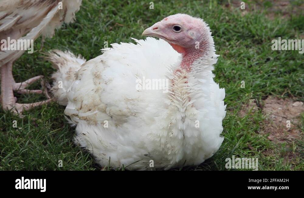 White turkey bird Stock Videos & Footage - HD and 4K Video Clips - Alamy